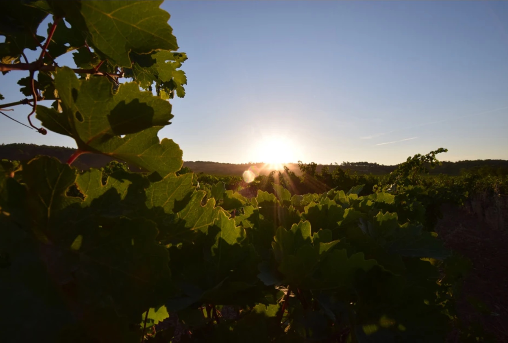 入荷 上質プロヴァンスワイン – VINSY